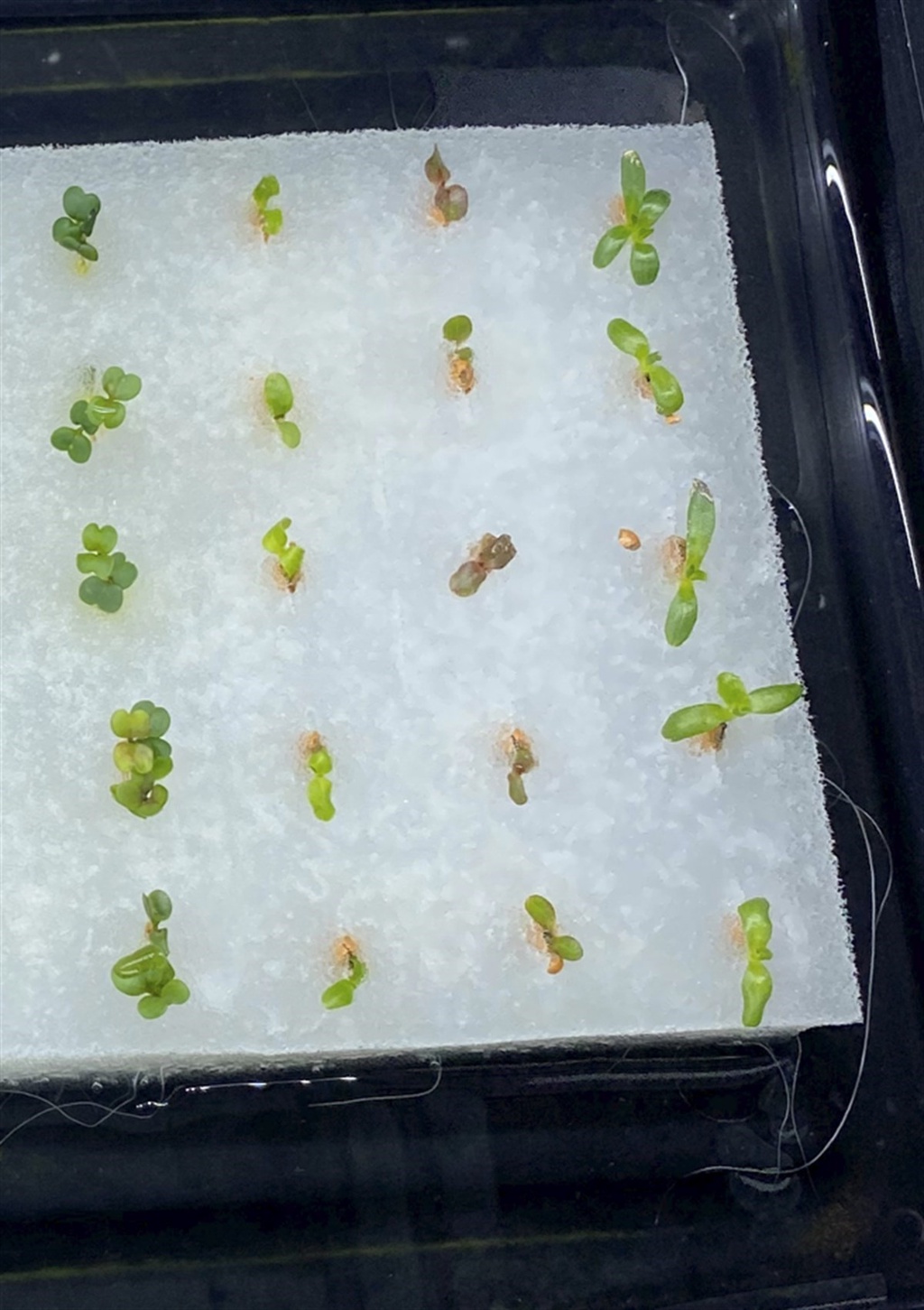 Hydroponic Set Sponge rockwool Hidroponik sponge Span pot system pipe ...