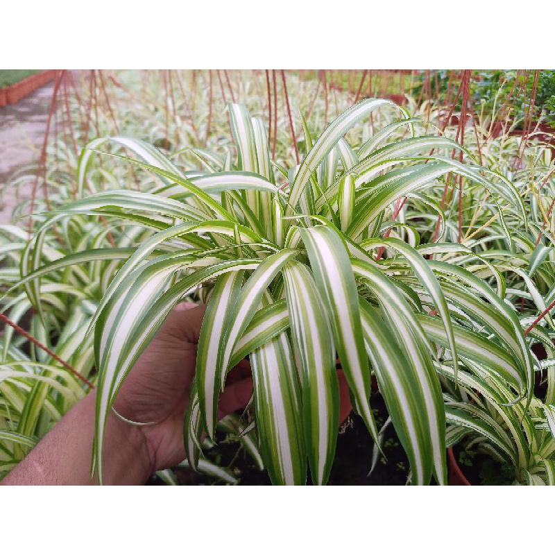 Anak Pokok Bunga Spider Leaf Pokok Hidup Spider Plant Live Plant Pokok ...