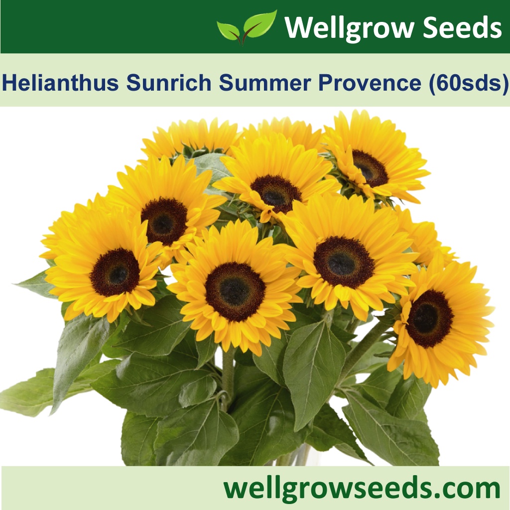 Sunflower Helianthus Sunrich Summer Provence F1 (60sds) 向日葵：富阳夏季系列 ...