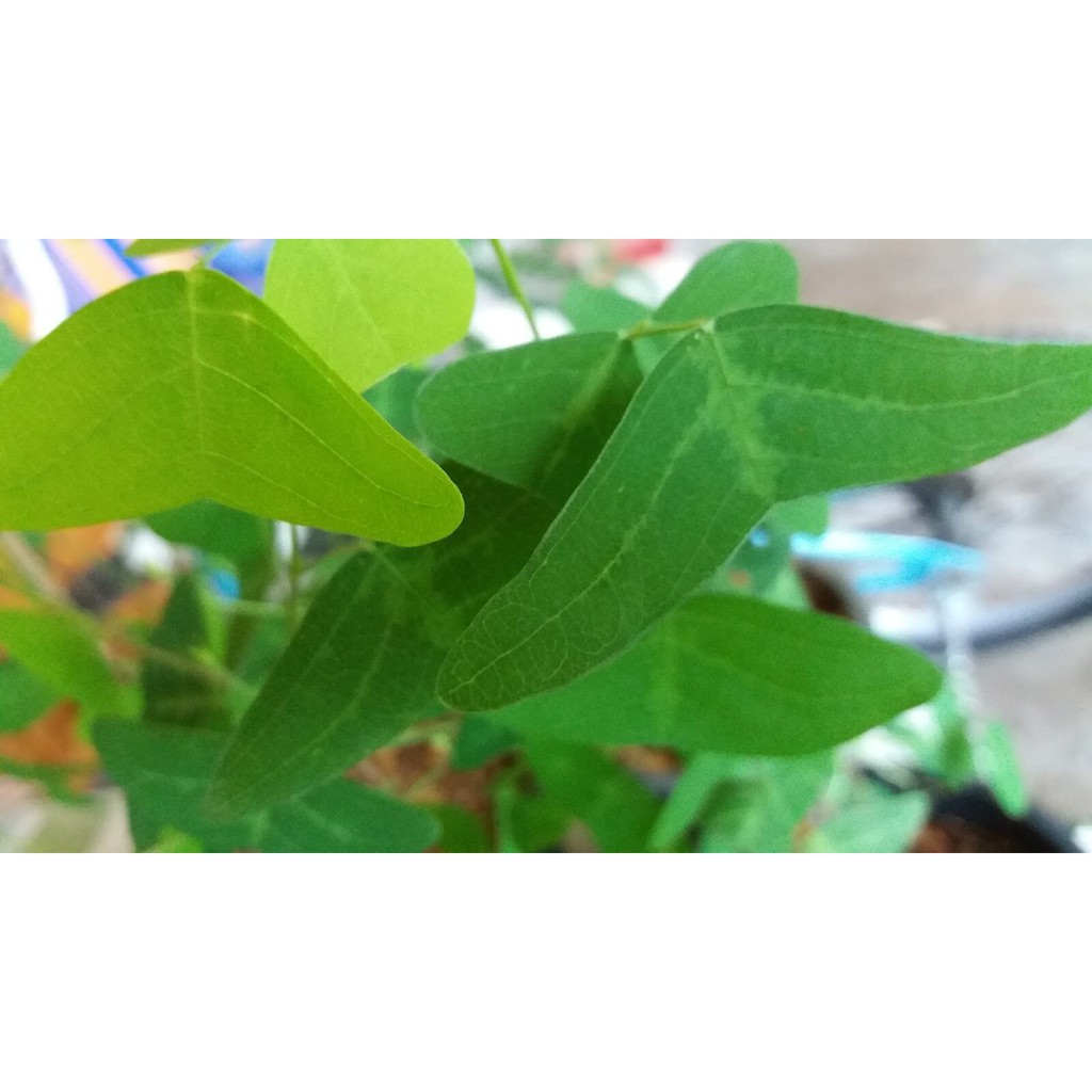 Benih Pokok Daun Rerama Hijau | (15 biji ) | Shopee Malaysia