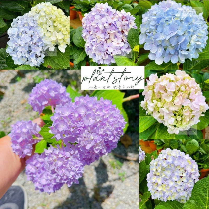 🌱Bunga Siti Zubaidah 🌱 绣球花 🌱Kembang Tiga Bulan🌱 Hydrangea🌱 Ready stock🚚 ...
