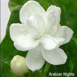 Pokok Bunga Melur 2 Lapis (Arabian Nights/Arabian Knights) | Shopee ...