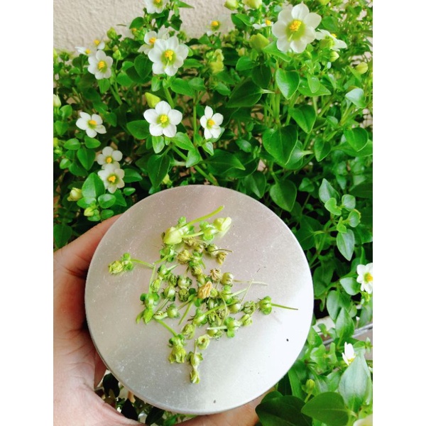 Exacum Affine Seed 白色藻百年种子紫芳草 | Shopee Malaysia