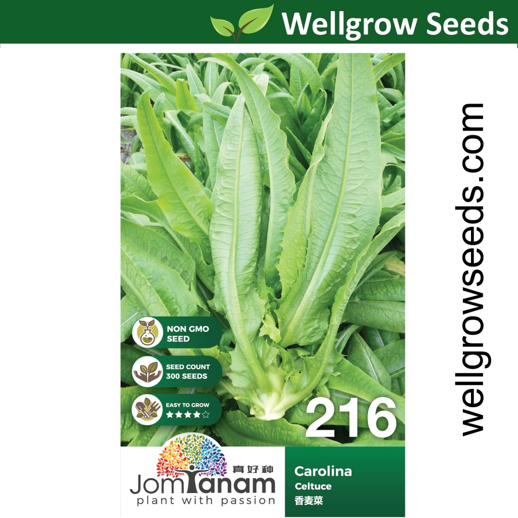 Celtuce Caroline (300 seeds) 香麦菜 Jom Tanam by Crop Power JT216 Biji ...
