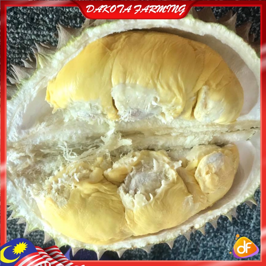 Anak Pokok Durian D15 Kulit Hijau Green Skin Kacang Hijau Cepat Berbuah ...