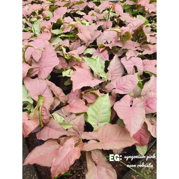Syngonium Neon Robusta pink beautiful indoors outdoors plant | Shopee ...