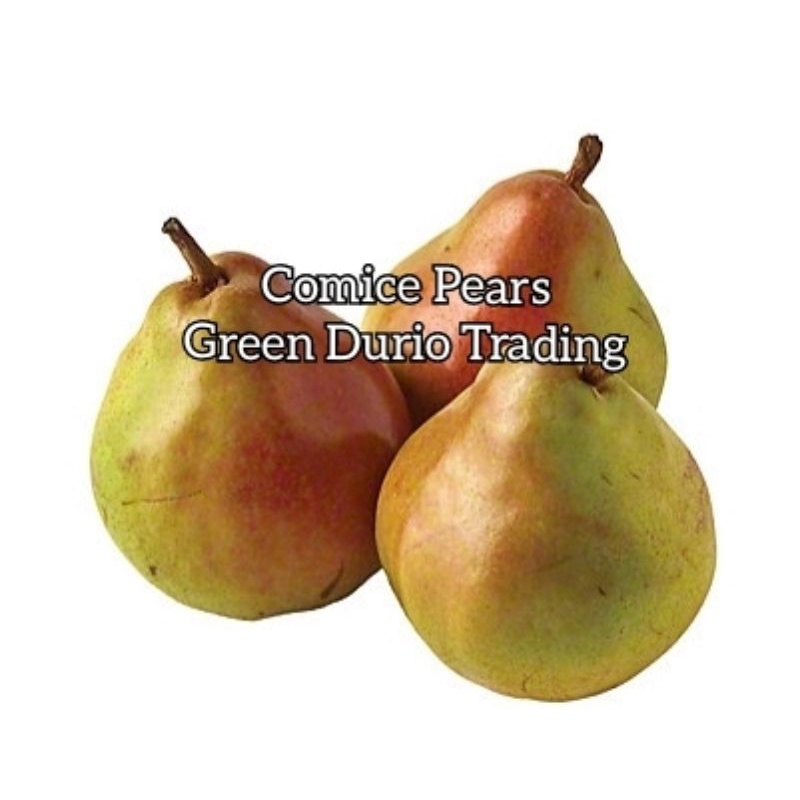 ANAK POKOK COMICE PEAR / PEARS - POKOK TUT | Shopee Malaysia