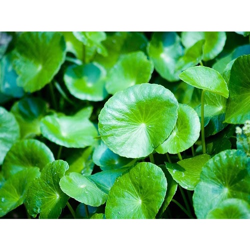 BENIH / ANAK POKOK PENGAGA KAMPUNG/ PENGAGA KERINTING / ANTANAN ...