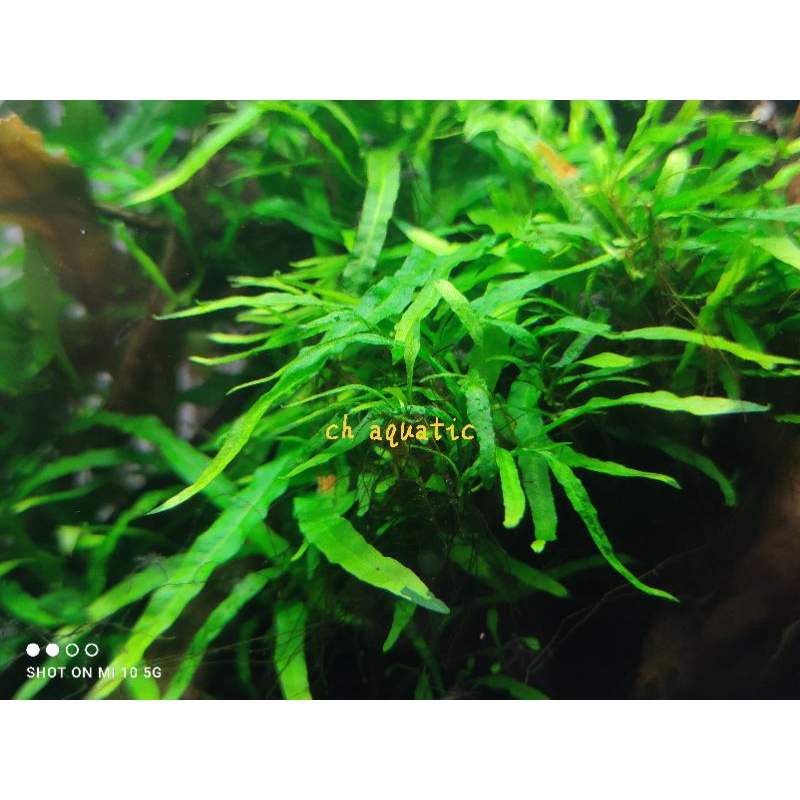 Trident Fern (Microsorum pteropus 'Trident') 三角叉铁皇冠submerged form ...
