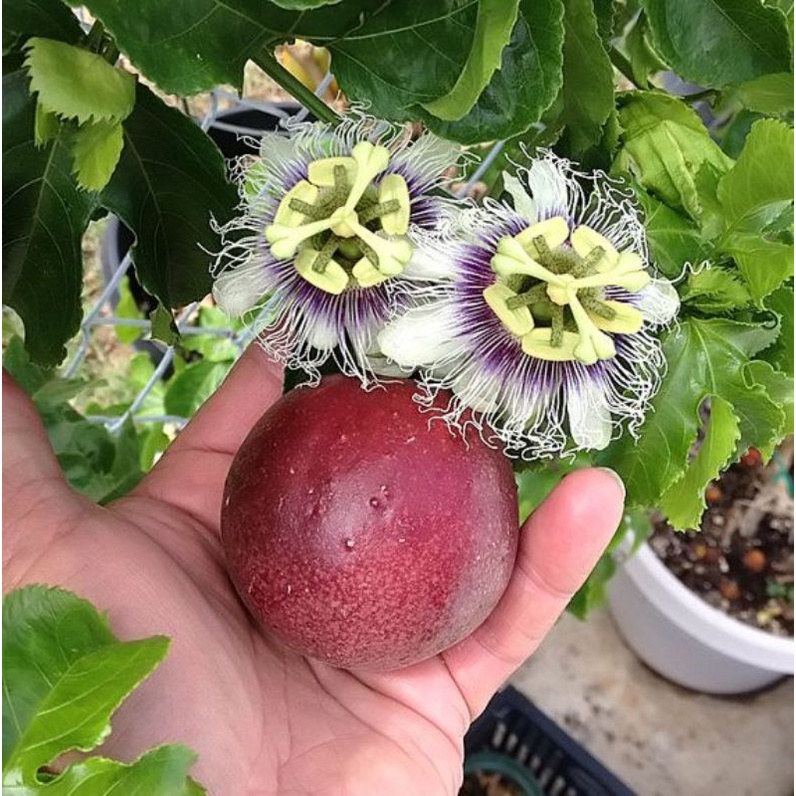 Anak pokok buah Markisa purple | Passiflora edulis purple passion plant | Shopee Malaysia