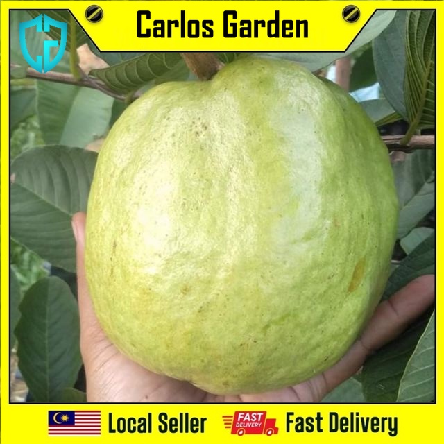 Anak Pokok Jambu Batu Vietnam Pokok Stabil Buah Besar Seedless | Shopee ...