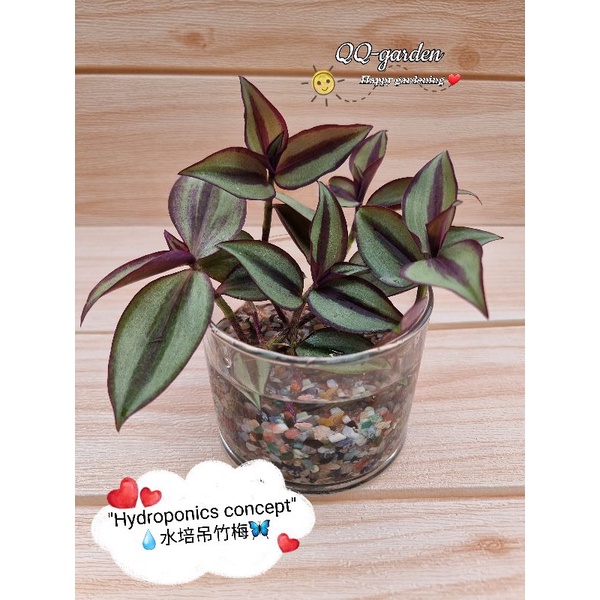 QQ-garden🌷吊竹梅水培概念🌱Hydroponic Tradescantia Zebrina concept ️live plants ...