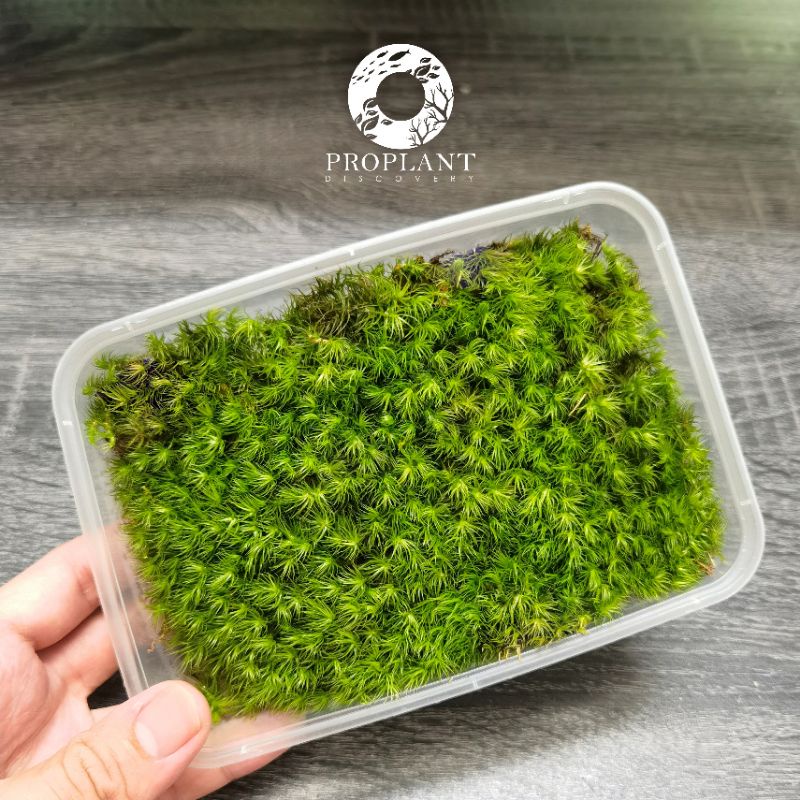 🔥 Terrarium Moss 🔥 Dicranum Scorparium - Terrarium / Vivarium ...