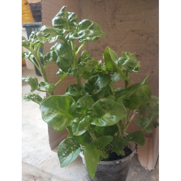 Anak Pokok Sayur organic Brazilian Spinach(巴西菠菜/木耳菜) | Shopee Malaysia