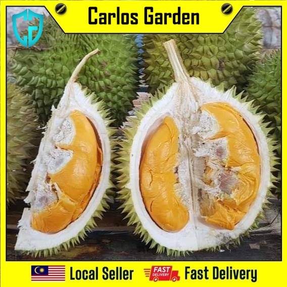 Anak Pokok Durian Bunga Merah JP Syuhada Pokok Sangat Rare | Shopee ...