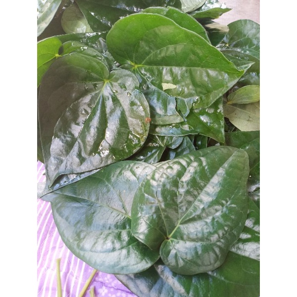 ANAK POKOK SIREH / KERATAN BATANG SIREH / DAUN SIRIH /TANGKAL SIREH ...