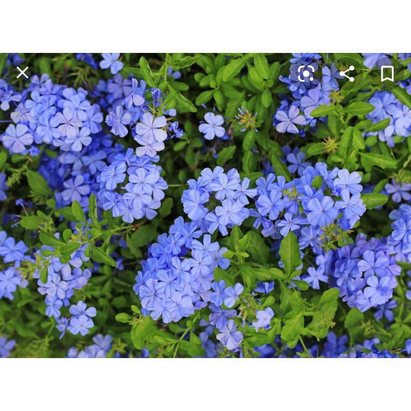 Pokok bunga plumbago imperial blue/pokok bunga plumbago biru/Plumbago ...