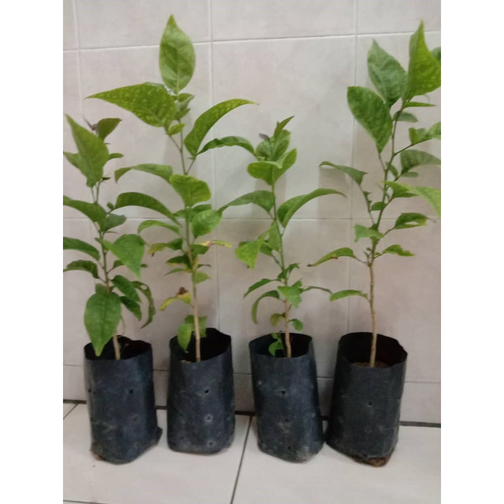 Indian Bael / Vilvam / Aegle marmelos / Bilva / Live Plant | Shopee ...