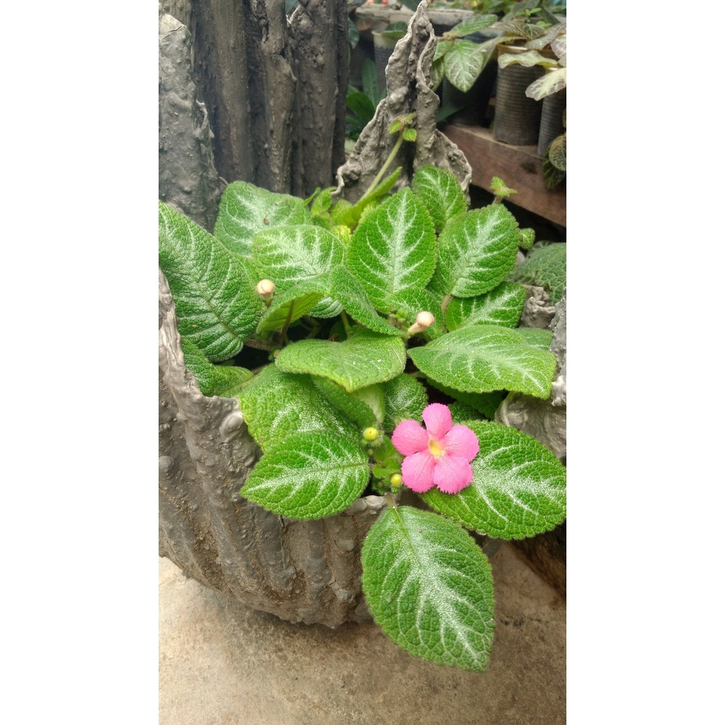 Pink flame violet episcia cupreate pokok bunga gantung baldu | Shopee ...