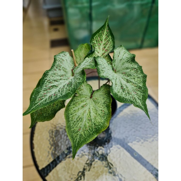 Caladium Gingerland (Angel Wings) | Shopee Malaysia