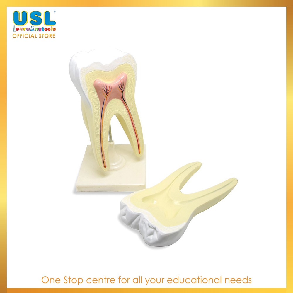 Model Of Human Molar Tooth - Science & Educational Toys & Early ...