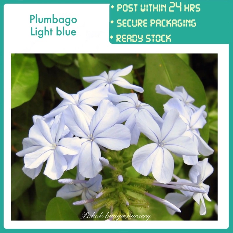 PBN - plumbago light blue - pokok bunga nursery flower warne biru ...