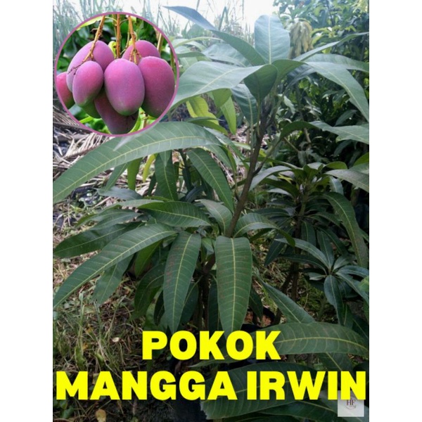 Pokok Mangga Irwin Hybrid cepat Berbuah Manis tanaman anak pokok kebun ...