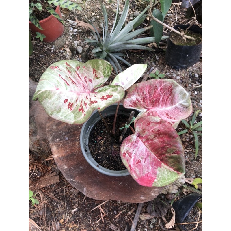 Rare Thai Hybrid Caladium Collection No.1 | Shopee Malaysia