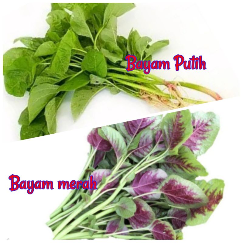 Benih Bayam merah/Bayam putih(2g) | Shopee Malaysia