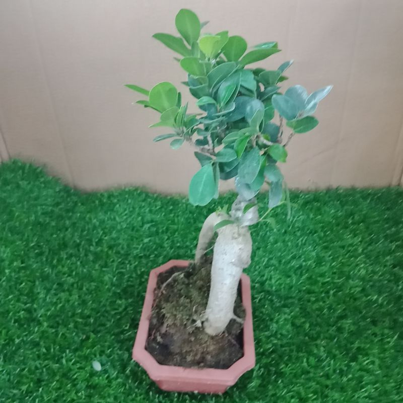 Ficus Ginseng 100g mini bonsai | Shopee Malaysia