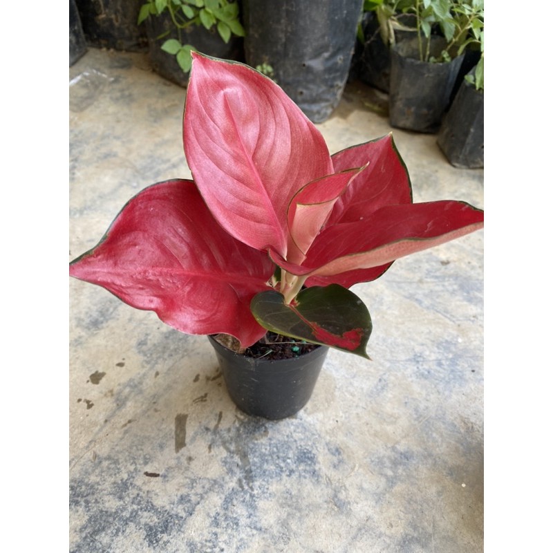 Super Red aglaonema plants / pokok keladi hiasan merah viral/ Pokok ...