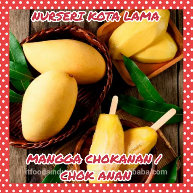 🔥HYBRID🔥 POKOK MANGGA CHOKANAN (MA224) / Melaka Delight Mango Tree ...
