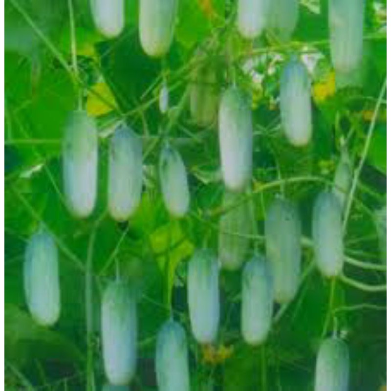 seeds Timun Mini perlu para blh tanam dlm pasu cuma letak 1 kayu/tiang ...