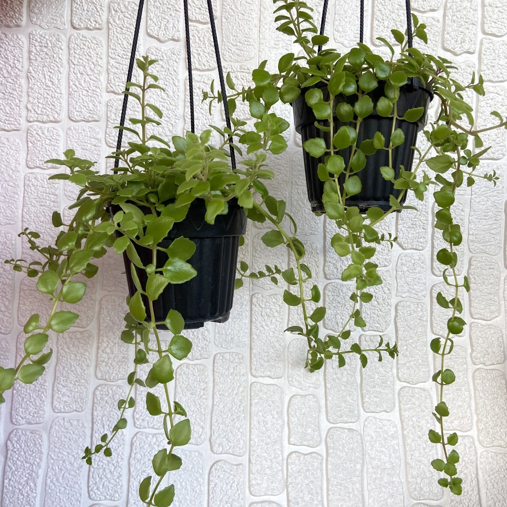 [LIVE PLANT] Plectranthus prostratus/Pillow Plant/Succulent Swedish Ivy ...