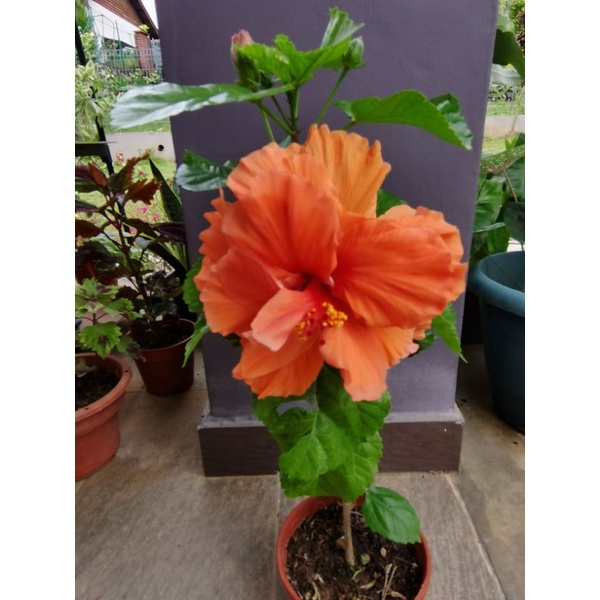 Hibiscus Hawaii/Bunga Raya Hawaii/重瓣大红花 | Shopee Malaysia