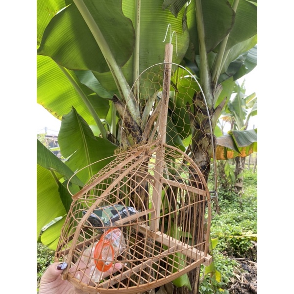 Trap cages are recommended to make bamboo ice to handle bird traps ...