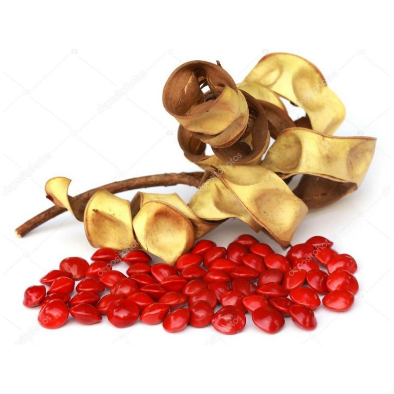 100pcs Saga Seeds Seed Biji Benih Saga Sandalwood Seed Adenanthera ...