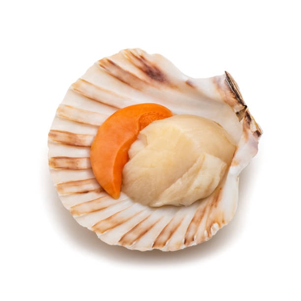 Half Shell Scallop / Kekapis 1kg | Shopee Malaysia