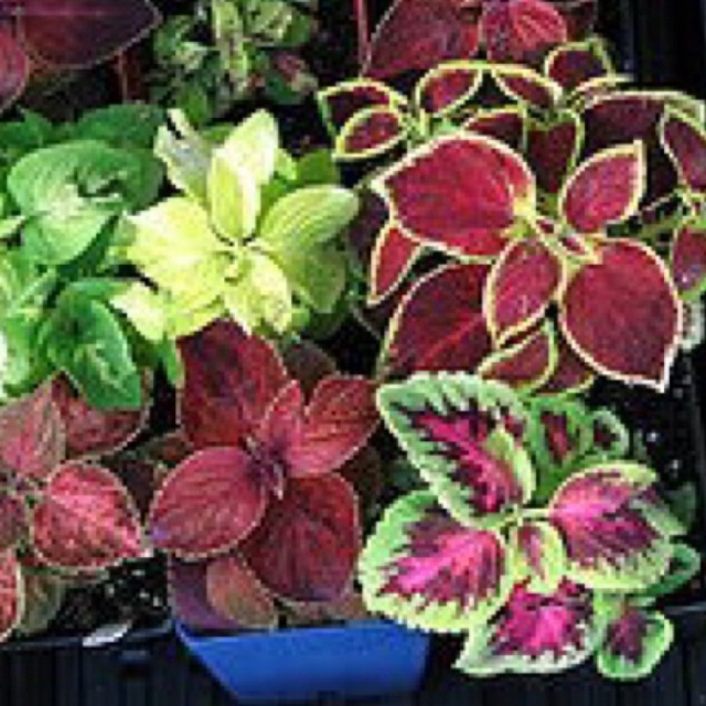 seed biji benih BUNGA ATI-ATI COLEUS flower plant | Shopee Malaysia