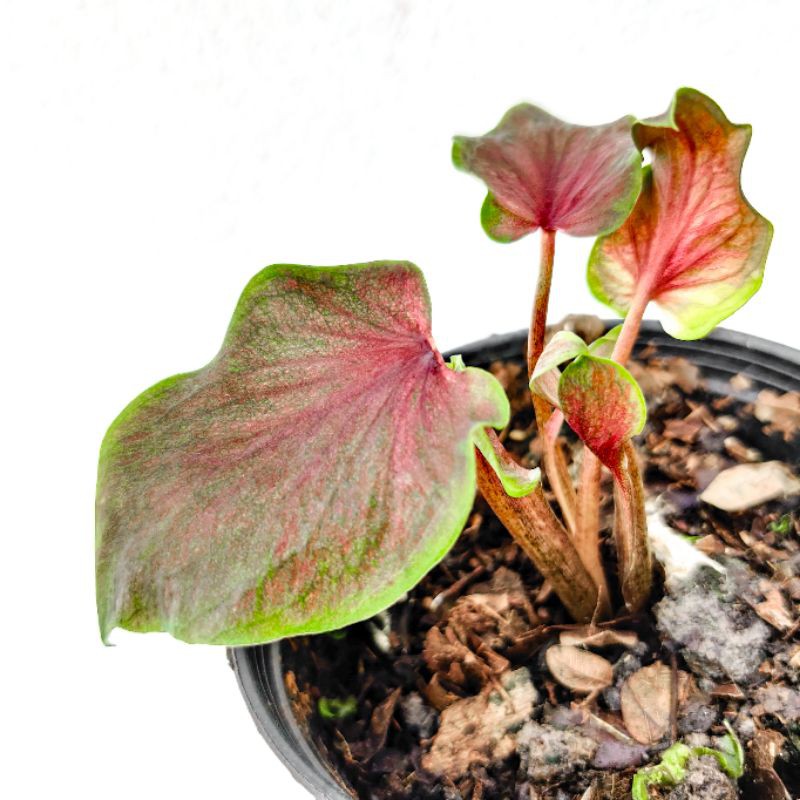 Keladi Thai DOUBLE LEAF Rare Caladium (Real Live Plant) | Shopee Malaysia
