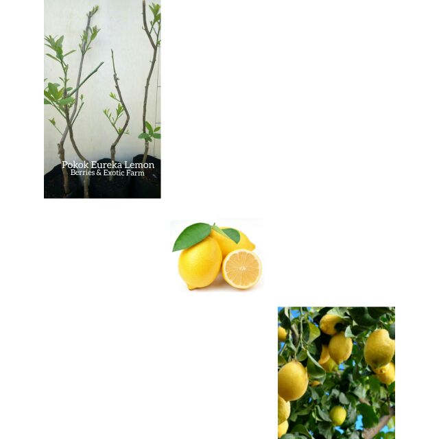 Pokok Lemon Eureka @ Eureka Lemon Tree --- Pokok Grafted / Kahwin ...