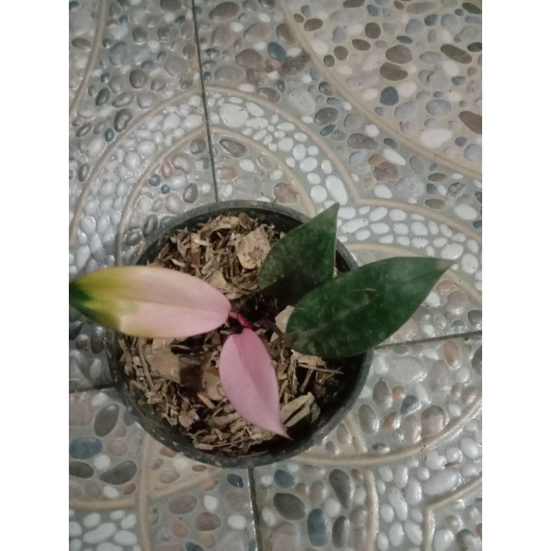 Pink..Congo | Shopee Malaysia