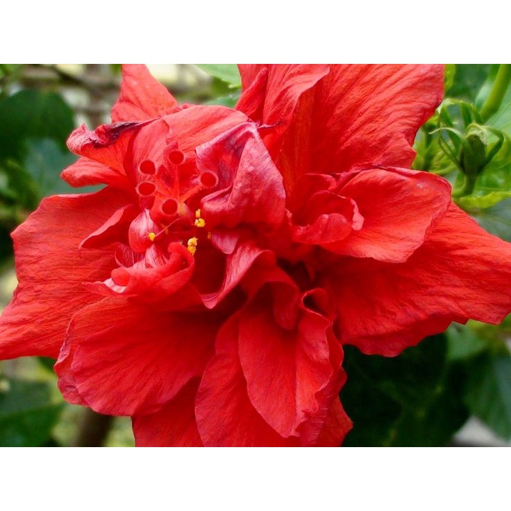 Anak Pokok Bunga Raya Double Red Hibiscus | Shopee Malaysia