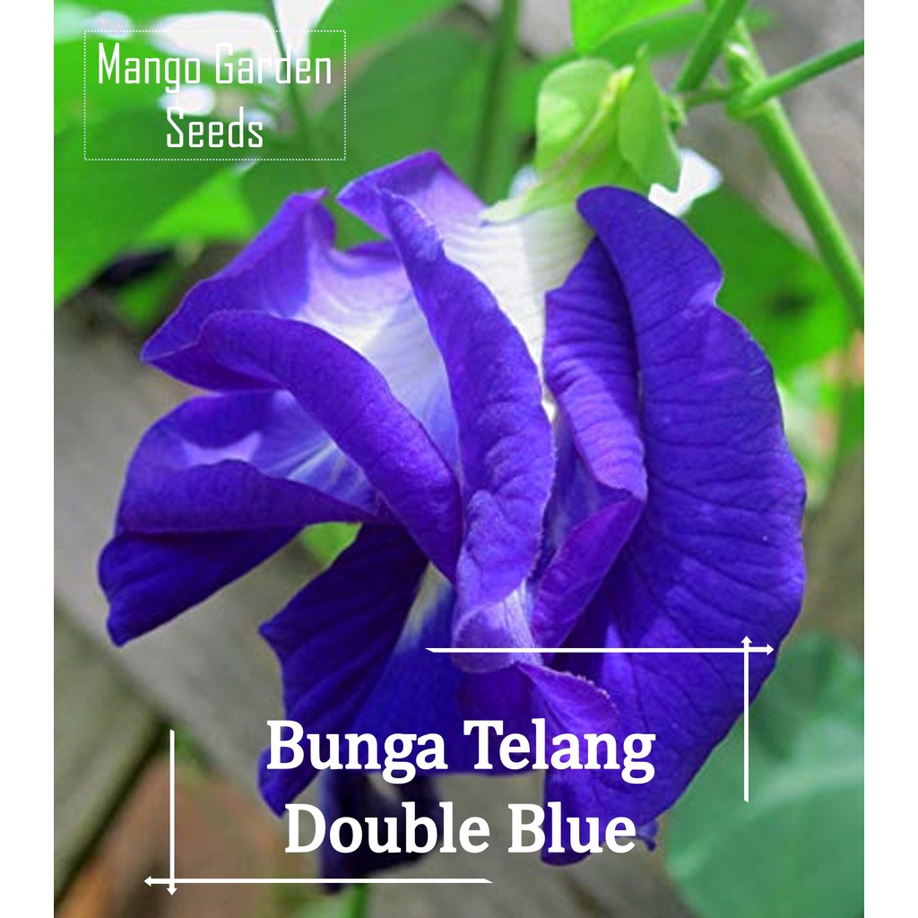 Double Petal Butterfly Blue Pea Flower Seed - 20 Seed *Pot Friendly ...