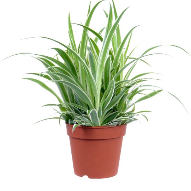 🍀☘️ Spider Flower Plant Spider/Herb plant Pokok Labah Labah | Shopee ...