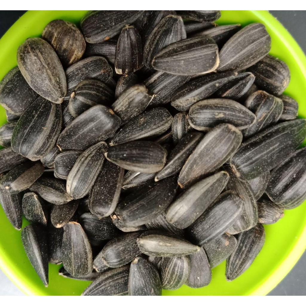 [ 1KG ] KUACI HITAM SUNFLOWER SEED KUACI PETS HAMSTER PARROT COCKATIEL ...