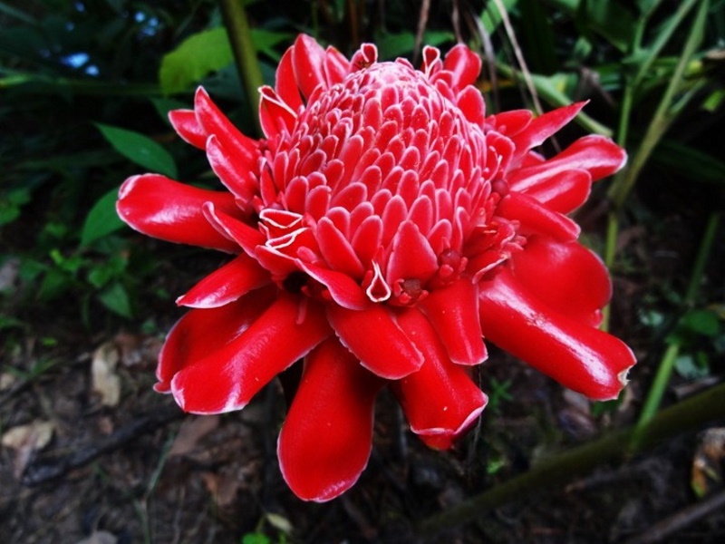 Anak Pokok Kantan Merah Menyala aka Torch Ginger | Shopee Malaysia