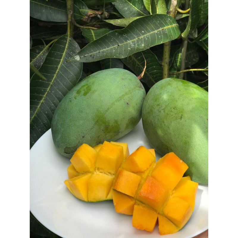 HARUMANIS PERLIS 1KG | Shopee Malaysia