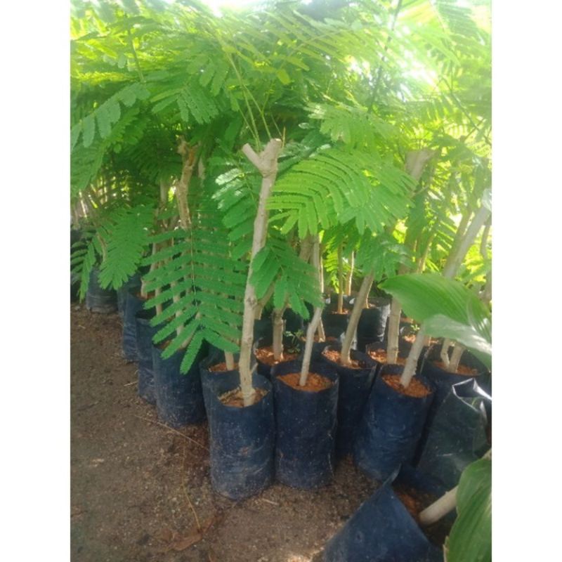 POKOK CHA OM/ PETAI PUCUK/ POKOK ULAM | Shopee Malaysia