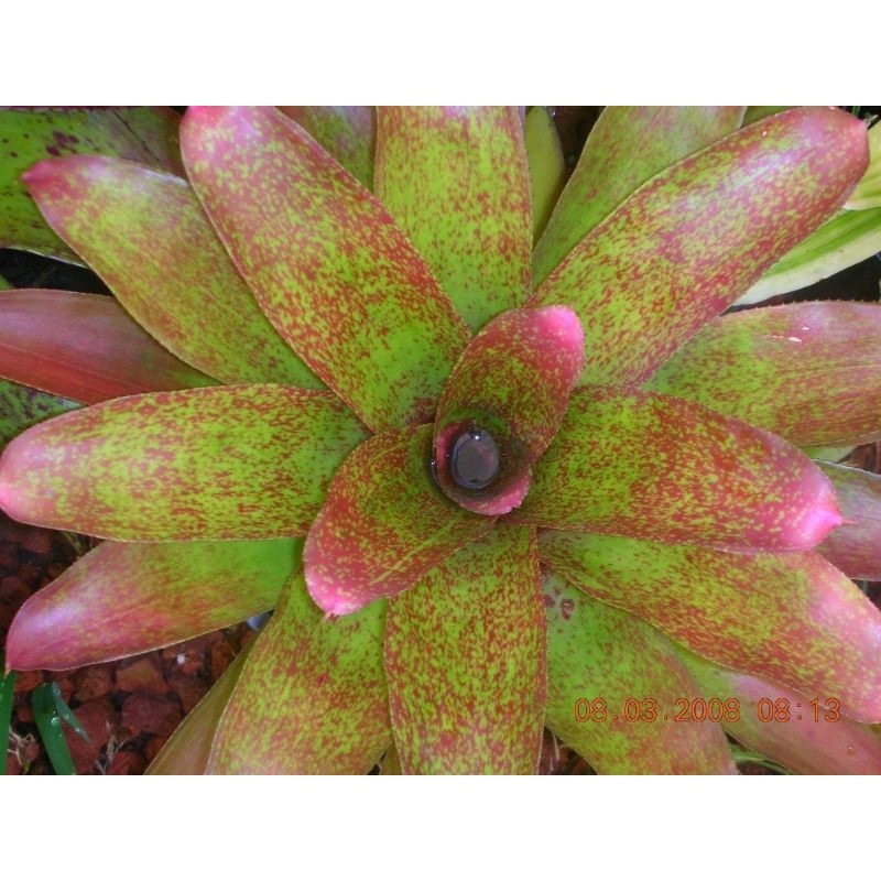 bromeliad neoregelia Sun Gold Pink Hybrid | Shopee Malaysia